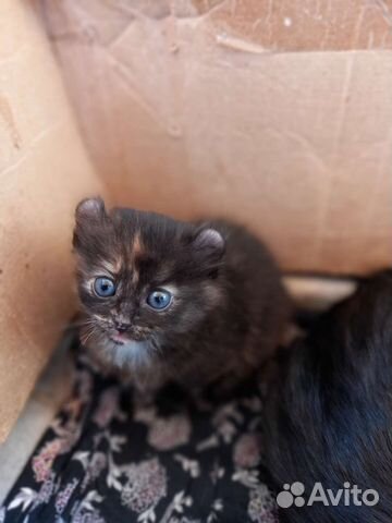 Американский керл котята