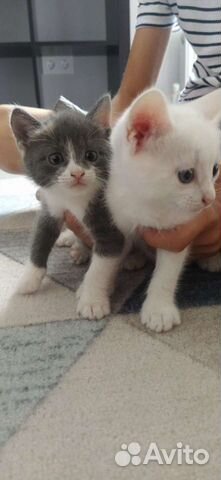 Котята мальчик и девочка
