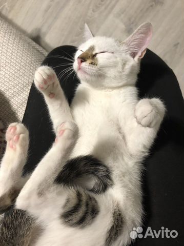 Белый котенок бесплатно