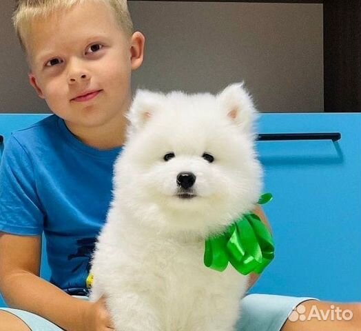 Малыши Самоеды (Девочки и Мальчики с документами)