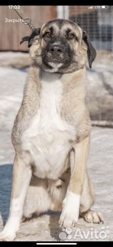 Подросток крупный