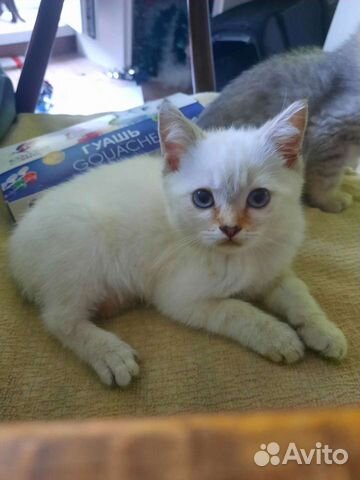 Золотой колорный мальчик