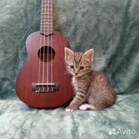 Котенок в дар