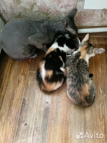 Котята в добрые руки