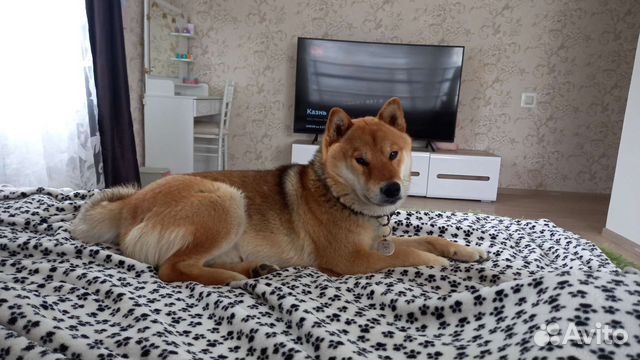 Ищет невесту