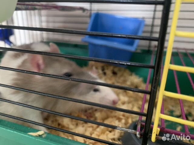 Крысы с клеткой