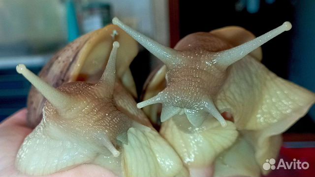 Улитки ахатины ретикулята черноголовые