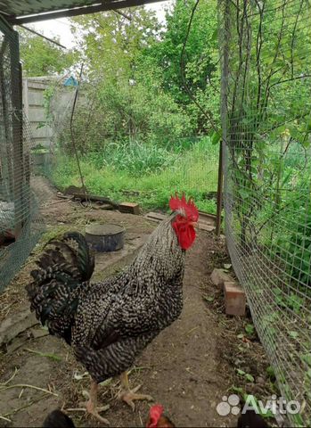 Петухи плимутрок