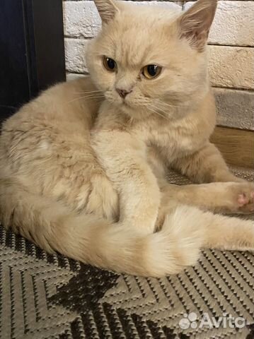 Кот в добрые руки