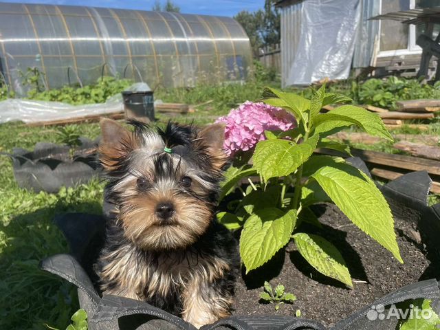 Щеночек йоркширского терьера