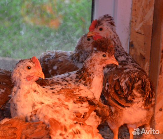 Цыплята-петушки русская хохлатая ситцевого окраса