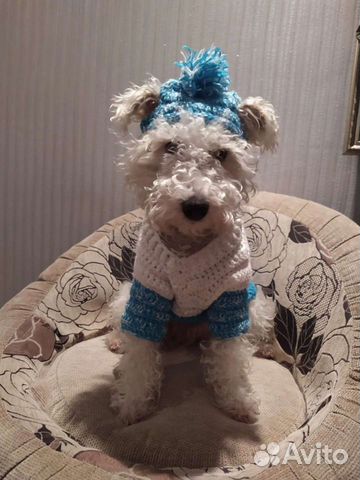 Щенки фокстерьера жёсткошёрстного