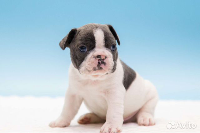 Французик щенок мальчик