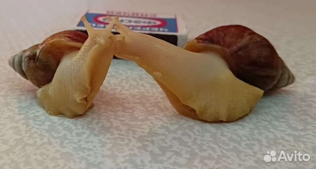 Улитка Ахатина