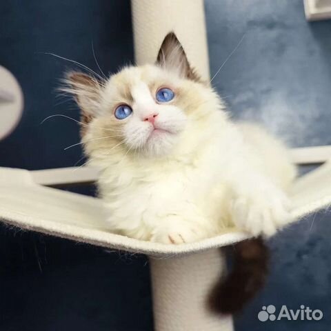 Малышка 2 мес, документы