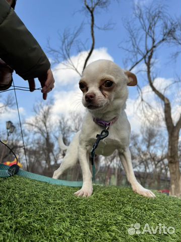 Чихуахуа мини мальчик ждёт на вязку