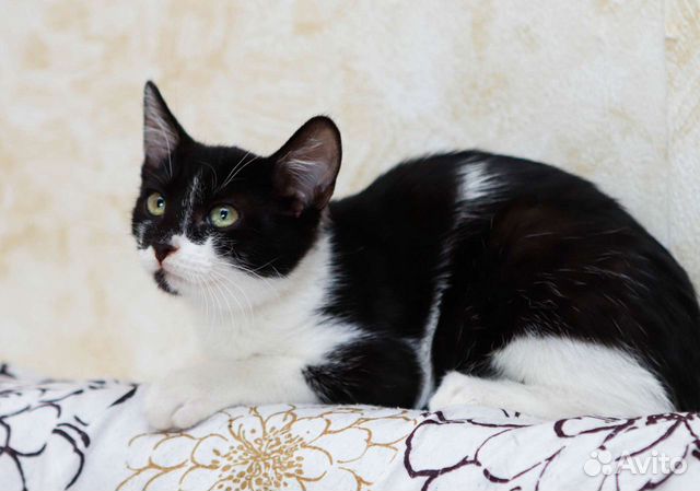 Лаки, черно-белый котик, 1 годик