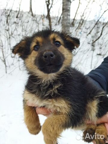 Щенки