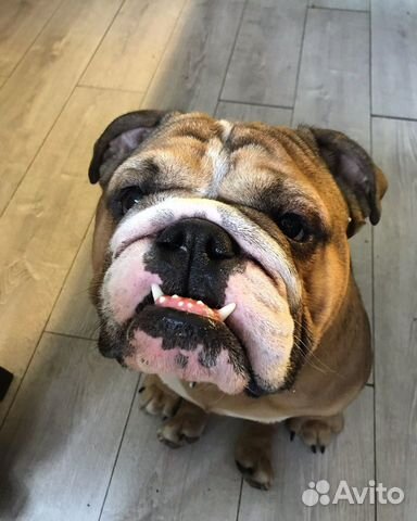 Английский бульдог