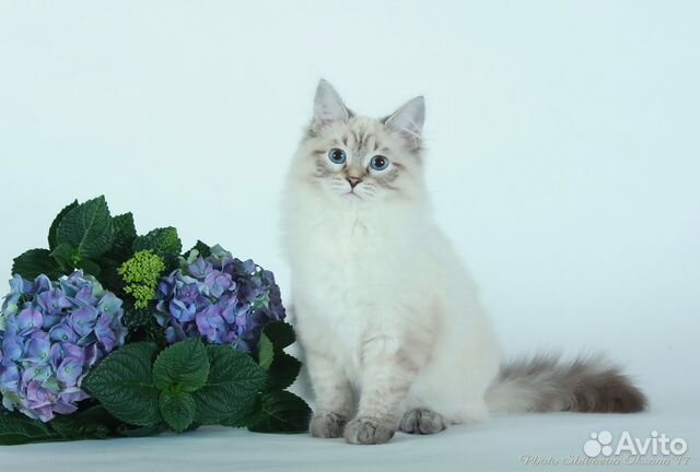 Невская маскарадная кошечка