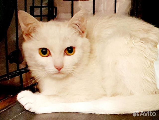 Кошечка-подросток с оранжевыми глазами. Бояка