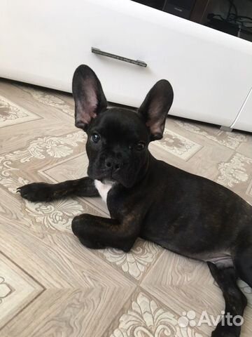 Французский бульдог