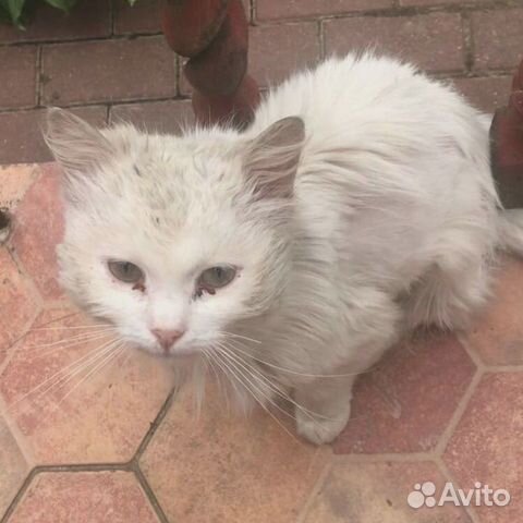 Белый котик пытается выжить на дачах