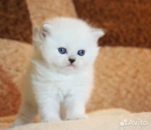 Британский пушистик, мальчик