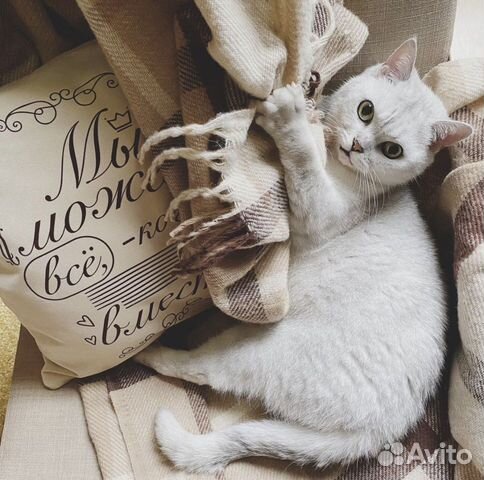 Британский кот Барсик