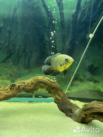 Астронотус