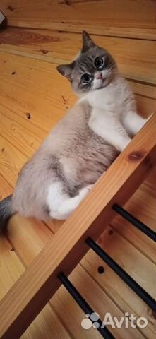 Кошка в дар