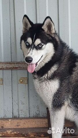 Щенки сибирской хаски