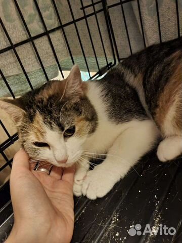 Молодая кошечка