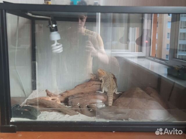 Бородатая агама самка