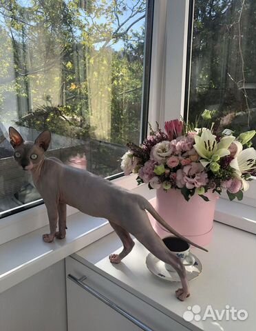 Коша сфинкс девочка