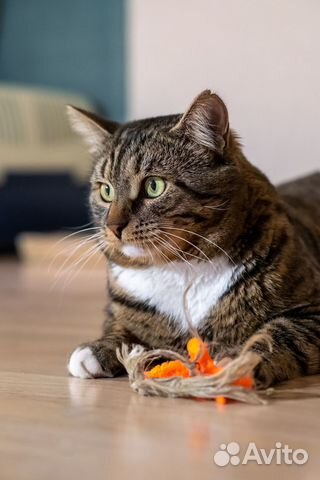 Вальяжный кот Боб