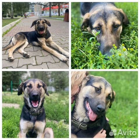 Помесная овчарка