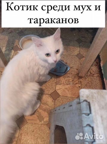 Турецкая ангора