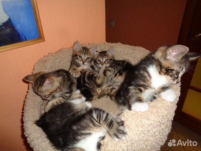 Кошки курильский бобтейл