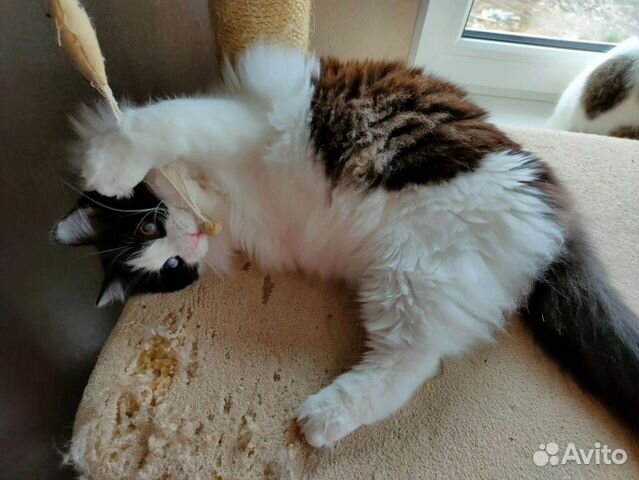Милейший мальчик ищет дом