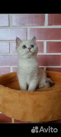 Кошка британочка