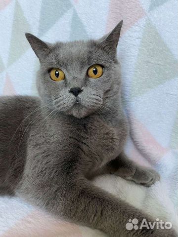 Британка фрау Марта ждёт любящую семью