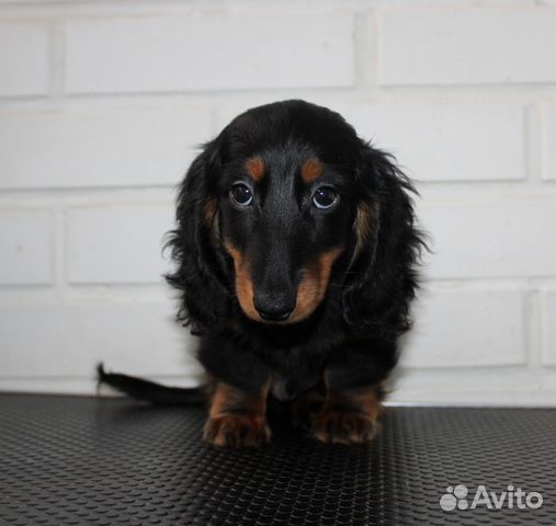 Такса кроличья от Готики 2,5 мес.Мальчик