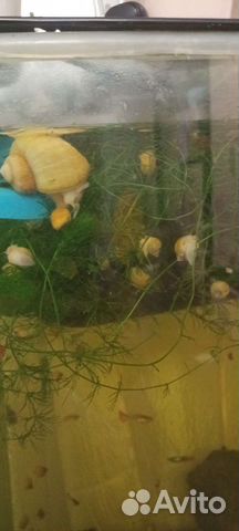 Улитки аквариумные