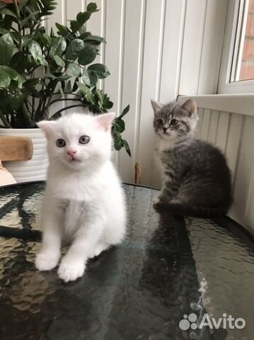 Котята в добрые руки даром