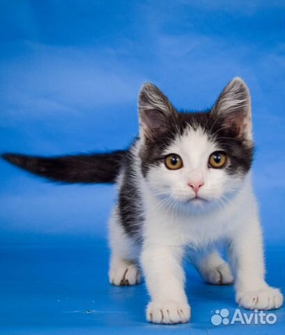 Очаровательный котенок в добрые руки