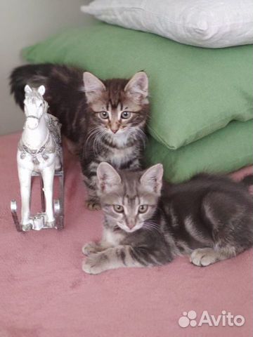 Прекрасные котята