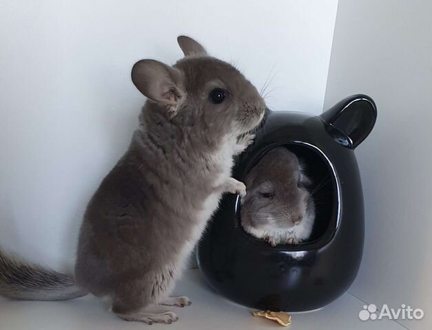 Шиншиллята мальчики фиолет 3,5 мес