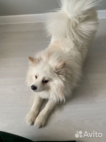 Продается щенок шпица