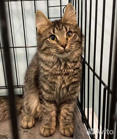 Пушистая красота 6 месяцев